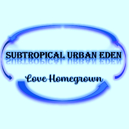 Edible Hibiscus: Red and Green Lumanda - Subtropical Urban Eden