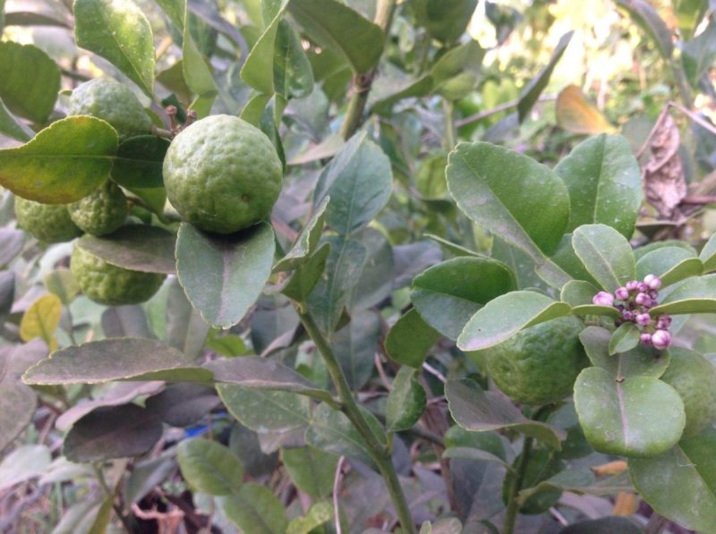 Makrut lime (kaffir lime) - Subtropical Urban Eden
