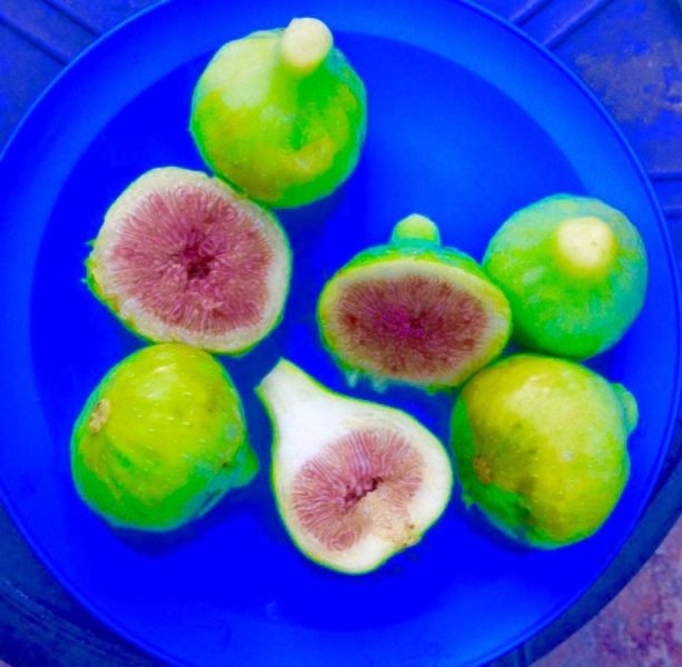 Fig Tree Gallery During Summer Drought - Subtropical Urban Eden