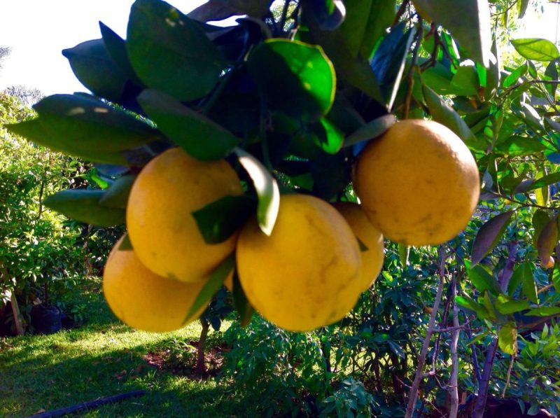 Why are my oranges not sweet? - Subtropical Urban Eden