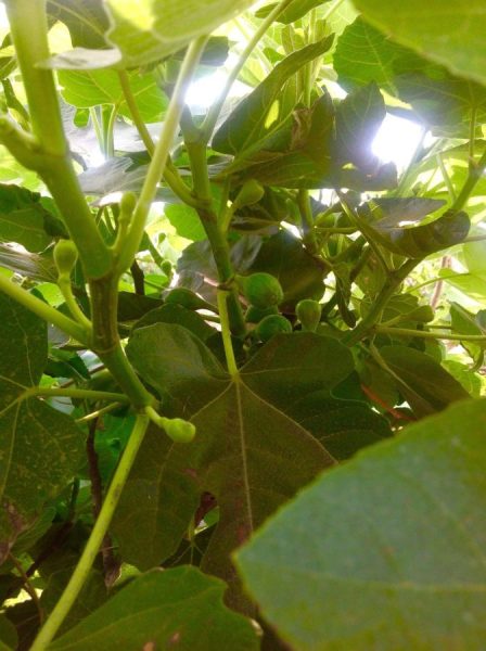 Fig Tree Gallery During Summer Drought - Subtropical Urban Eden