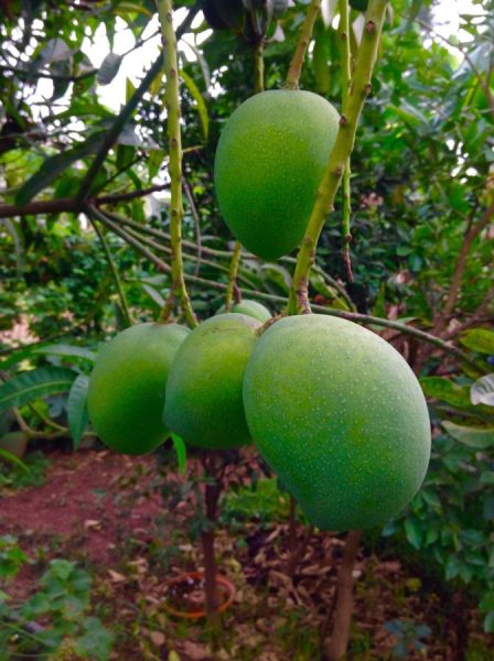 Mango Fruit Fly Alert - Subtropical Urban Eden