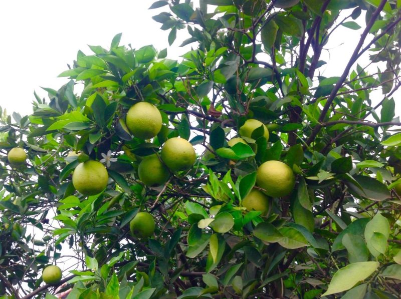Why are my oranges not sweet? - Subtropical Urban Eden