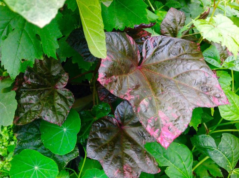 Homepage - Subtropical Urban Eden