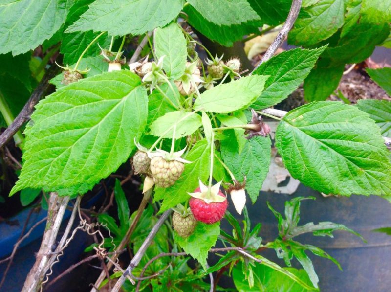Are my raspberry plants dying? - Subtropical Urban Eden