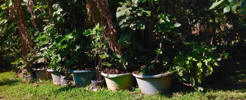 Types of Containers Used in Gardening Part 2 - Subtropical Urban Eden