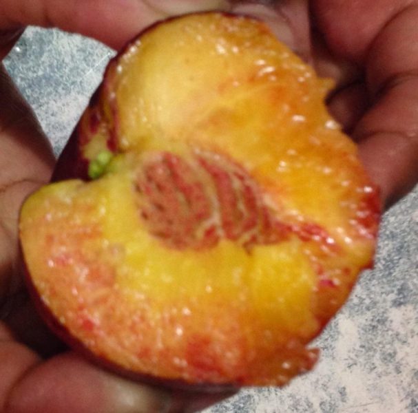 What are the advantages of hybrid/ exotic peach varieties ...