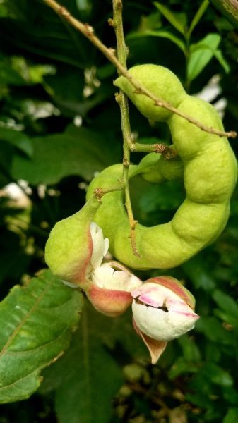 Tamarind & Guamúchil (Pithecellobium dulce) trees in Summer ...
