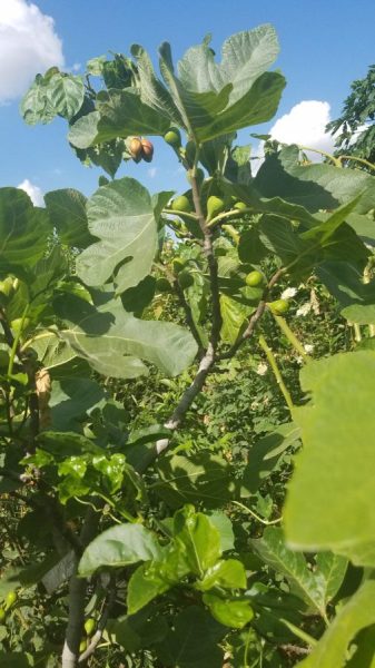 Fig Tree Gallery During Summer Drought - Subtropical Urban Eden