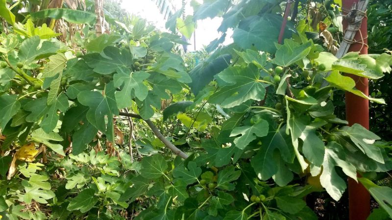 Fig Tree Gallery During Summer Drought - Subtropical Urban Eden