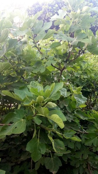 Fig Tree Gallery During Summer Drought - Subtropical Urban Eden