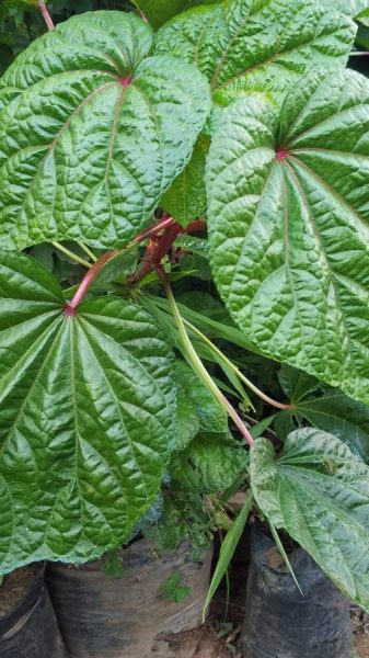 Bele abelmoschus manihot - Subtropical Urban Eden