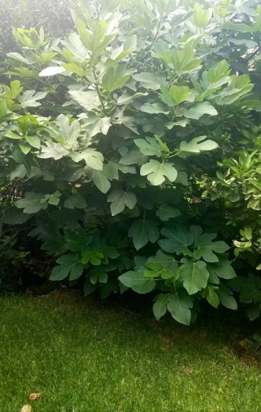 Fig Tree Gallery During Summer Drought - Subtropical Urban Eden