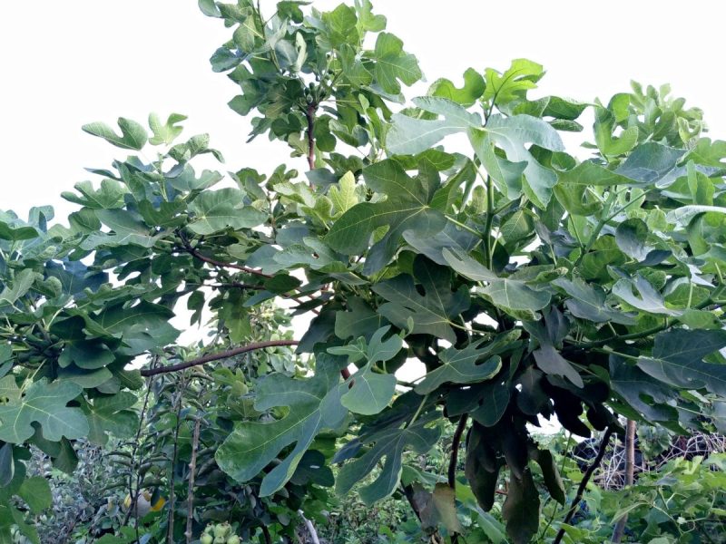 Fig Tree Gallery During Summer Drought - Subtropical Urban Eden