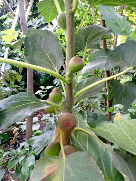 Fig Tree Gallery During Summer Drought - Subtropical Urban Eden