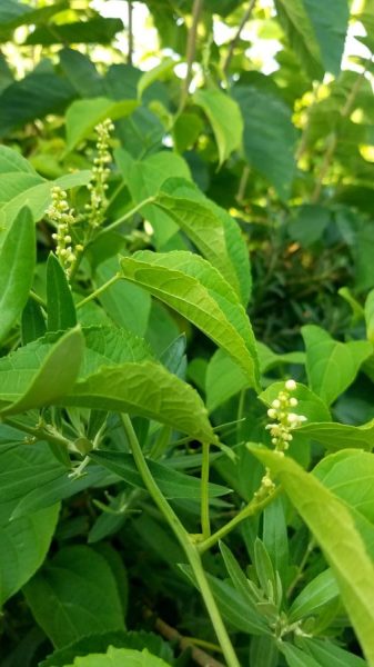 Growing Sacha Inchi (Plukenetia Volubilis) In Lusaka, Zambia ...