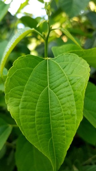 Growing Sacha Inchi (Plukenetia Volubilis) In Lusaka, Zambia ...