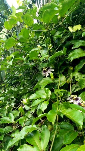 Growing Granadilla in 2023 - Subtropical Urban Eden