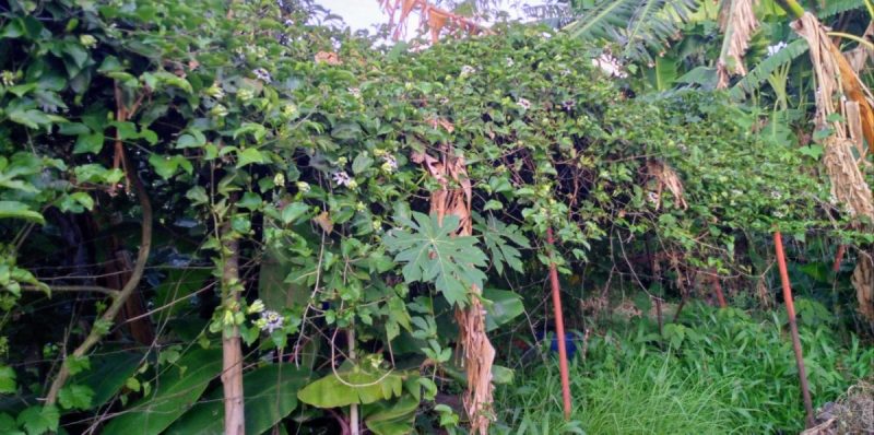 Growing Granadilla in 2023 - Subtropical Urban Eden