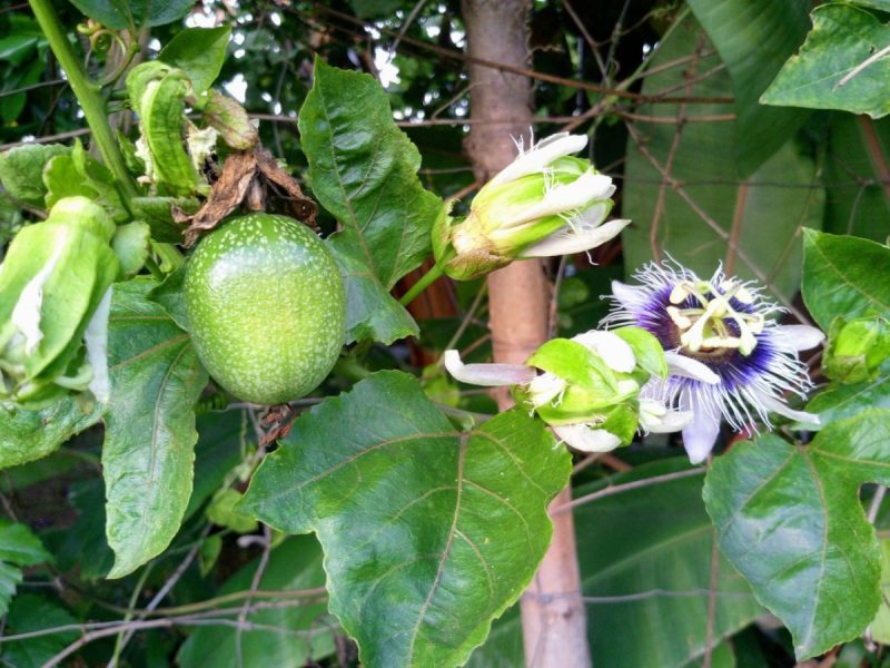 Growing Granadilla in 2023 - Subtropical Urban Eden