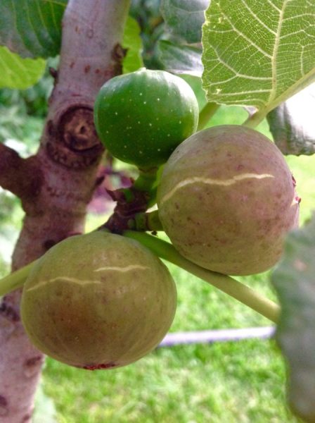 How To Prolong Figs’ Shelf Life in The Rainy Season - Subtropical Urban ...