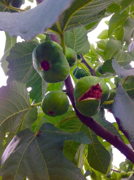 How To Prolong Figs’ Shelf Life in The Rainy Season - Subtropical Urban ...