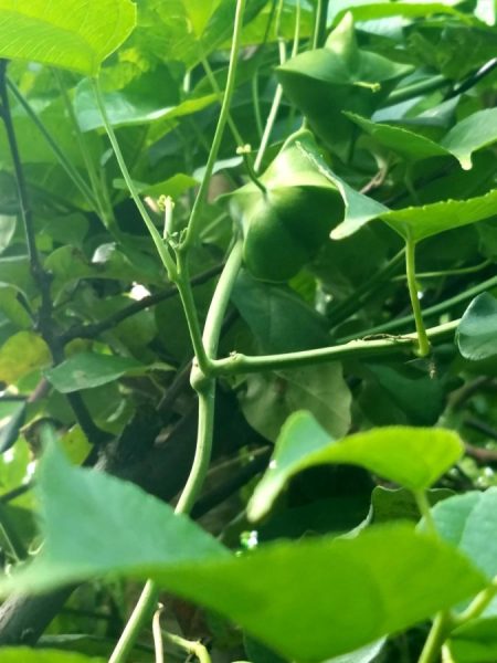 Growing Sacha Inchi (Plukenetia Volubilis) In Lusaka, Zambia ...