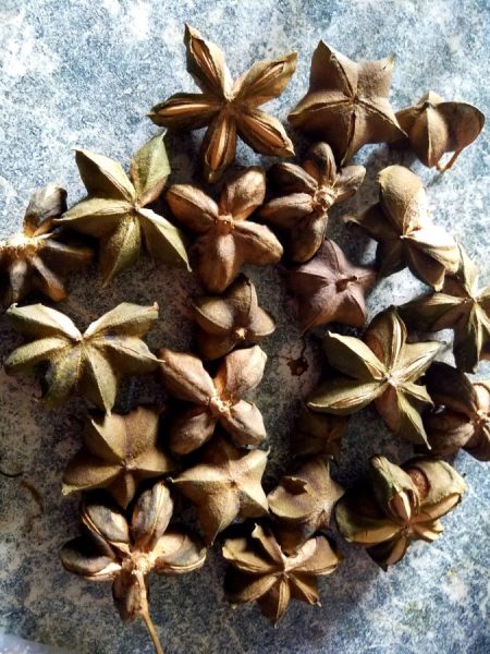 Lessons Learned from Plants Part 6 - Subtropical Urban Eden