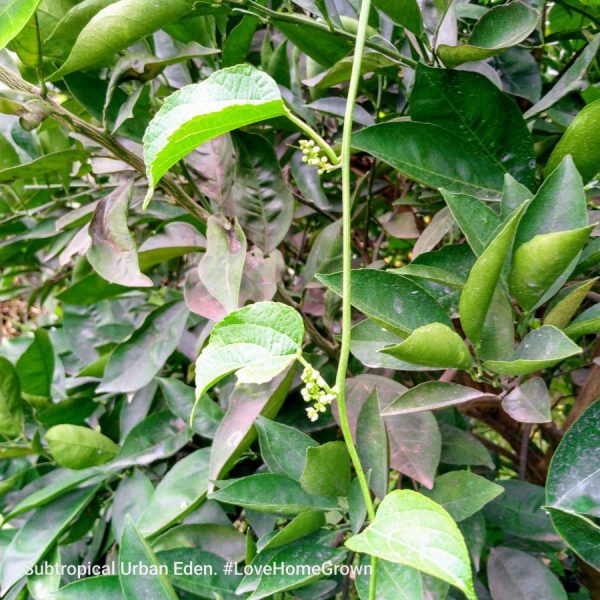 Growing Sacha Inchi (Plukenetia Volubilis) In Lusaka, Zambia ...