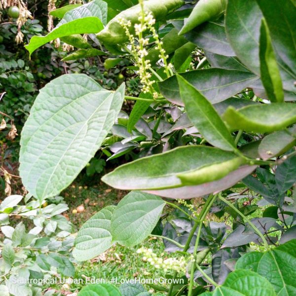 Growing Sacha Inchi (Plukenetia Volubilis) In Lusaka, Zambia ...