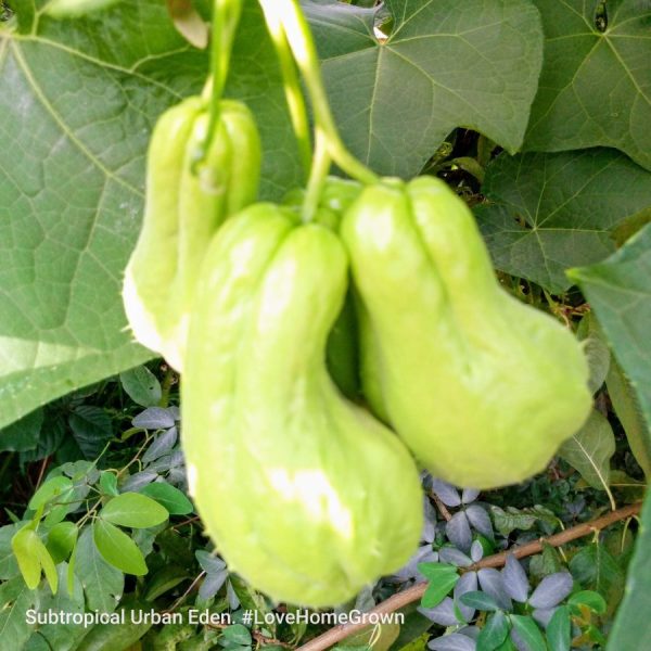 Garden Activities for April Part 2 - Subtropical Urban Eden