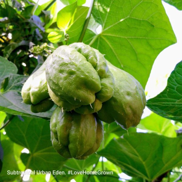 Garden Activities for April Part 2 - Subtropical Urban Eden