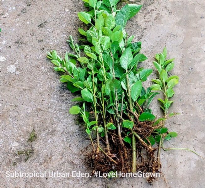 Care For Grafted Plants: Rootstocks Suckers - Subtropical Urban Eden