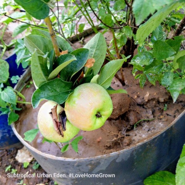 Care For Grafted Plants: Rootstocks Suckers - Subtropical Urban Eden