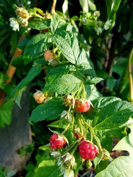 Garden Activities for April Part 2 - Subtropical Urban Eden