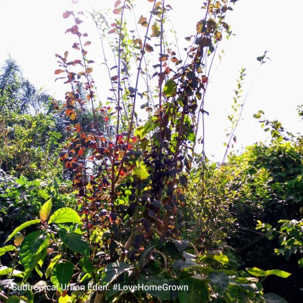 Gardening Expectations and Activities for June - Subtropical Urban Eden