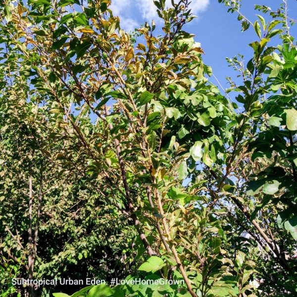 Gardening Expectations and Activities for June - Subtropical Urban Eden