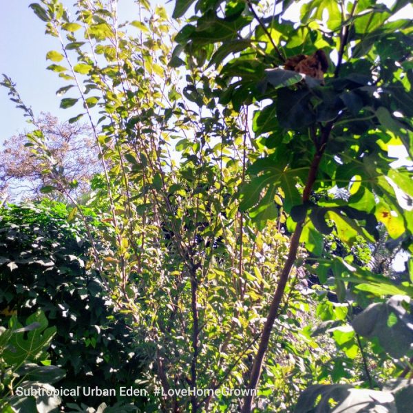 Gardening Expectations and Activities for June - Subtropical Urban Eden