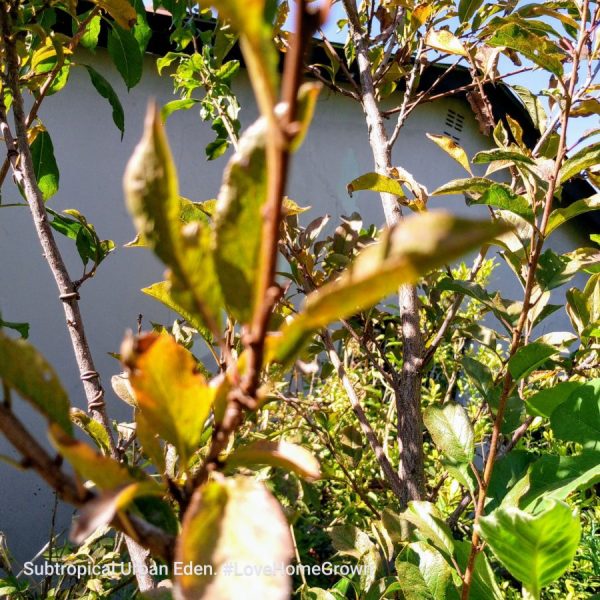 Gardening Expectations and Activities for June - Subtropical Urban Eden