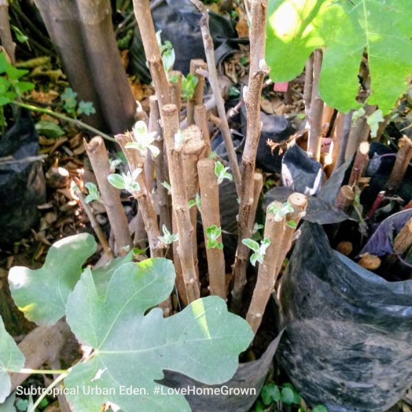 Improve Rooting Success for Cuttings - Subtropical Urban Eden