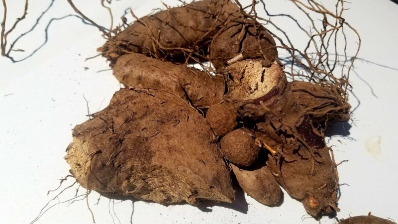 Harvesting, Storing and Replanting Giant Purple - Subtropical Urban Eden