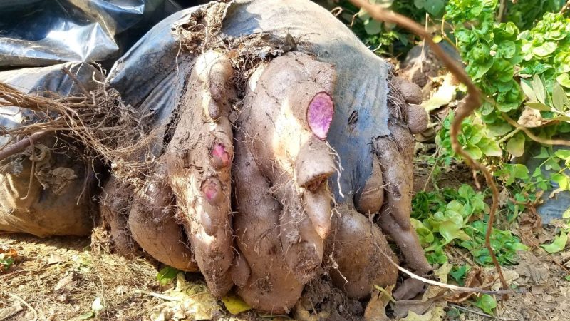 Harvesting, Storing and Replanting Giant Purple - Subtropical Urban Eden