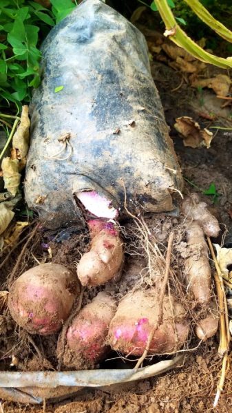 Harvesting, Storing and Replanting Giant Purple - Subtropical Urban Eden
