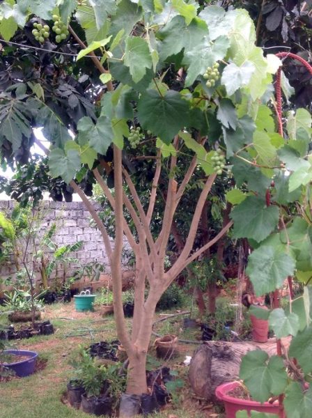 Inga (Ice cream bean) - Subtropical Urban Eden