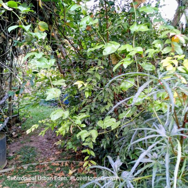 How To Keep the Garden Green in Winter - Subtropical Urban Eden