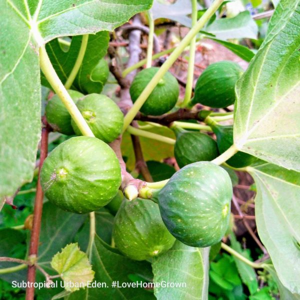 August Gardening Activities - Subtropical Urban Eden