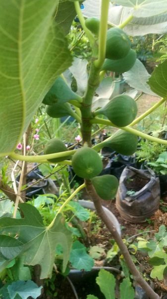 August Gardening Activities - Subtropical Urban Eden