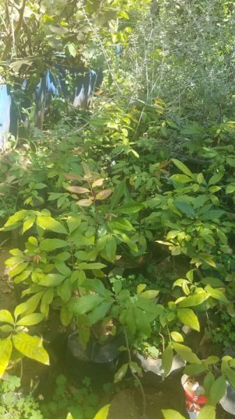 Summer Care Tips for Longan Trees - Subtropical Urban Eden